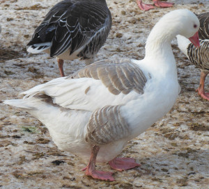 All About Medium Goose Breeds - Backyard Poultry